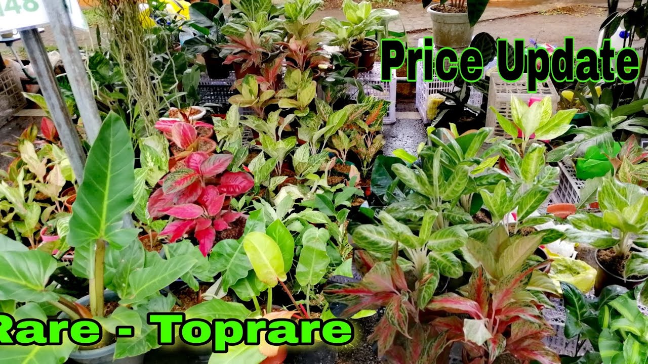 Ornamental Plants price update from common, rare to toprare plants ...