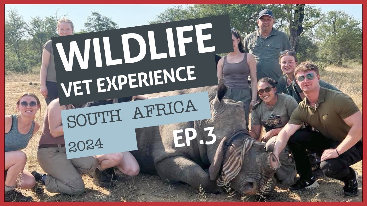 Wildlife Vet Experience Live 3 - YouTube