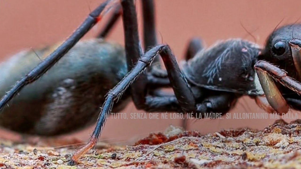 Toxeus magnus: il ragno che allatta i cuccioli - YouTube