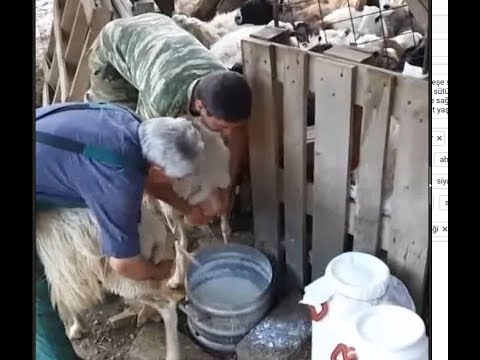 Tablet ve bilgisayar yok, çocuklar ve babalar koyun ve keçileri sağıyorlar