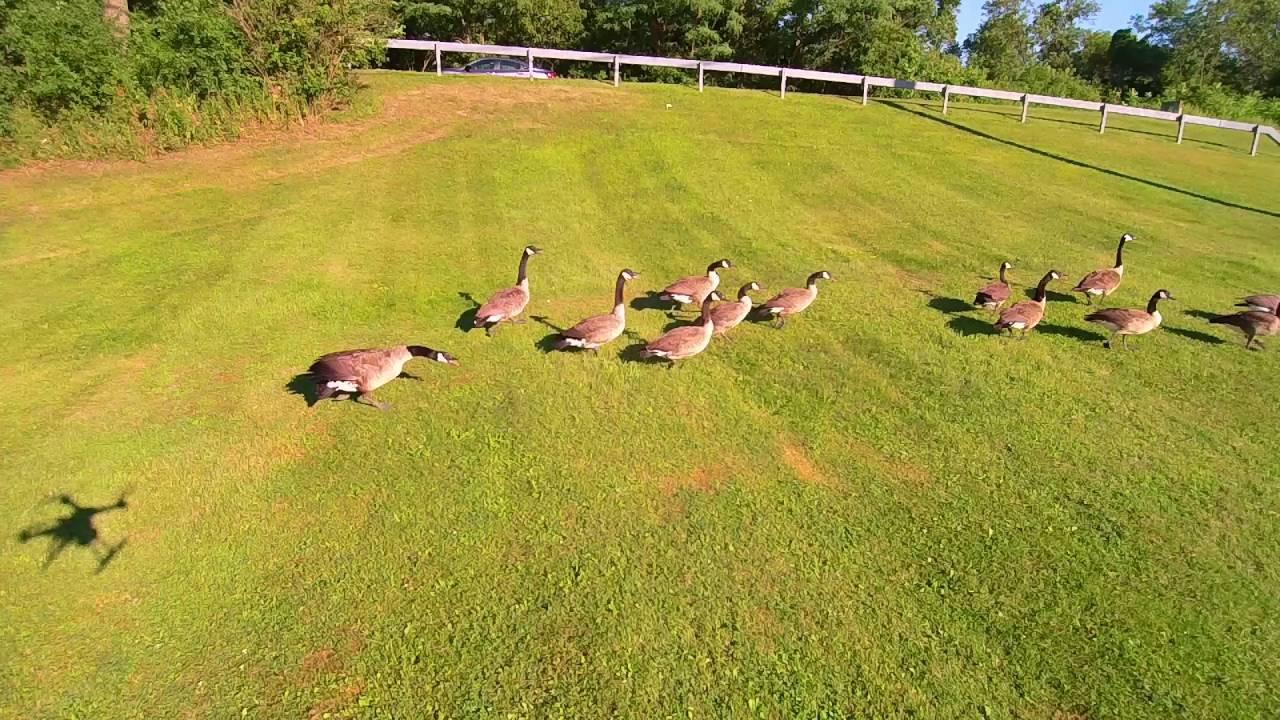 97.9KissFM "What-the-Truck" Food Trucks 7/26/16 - Chasing Geese w ...