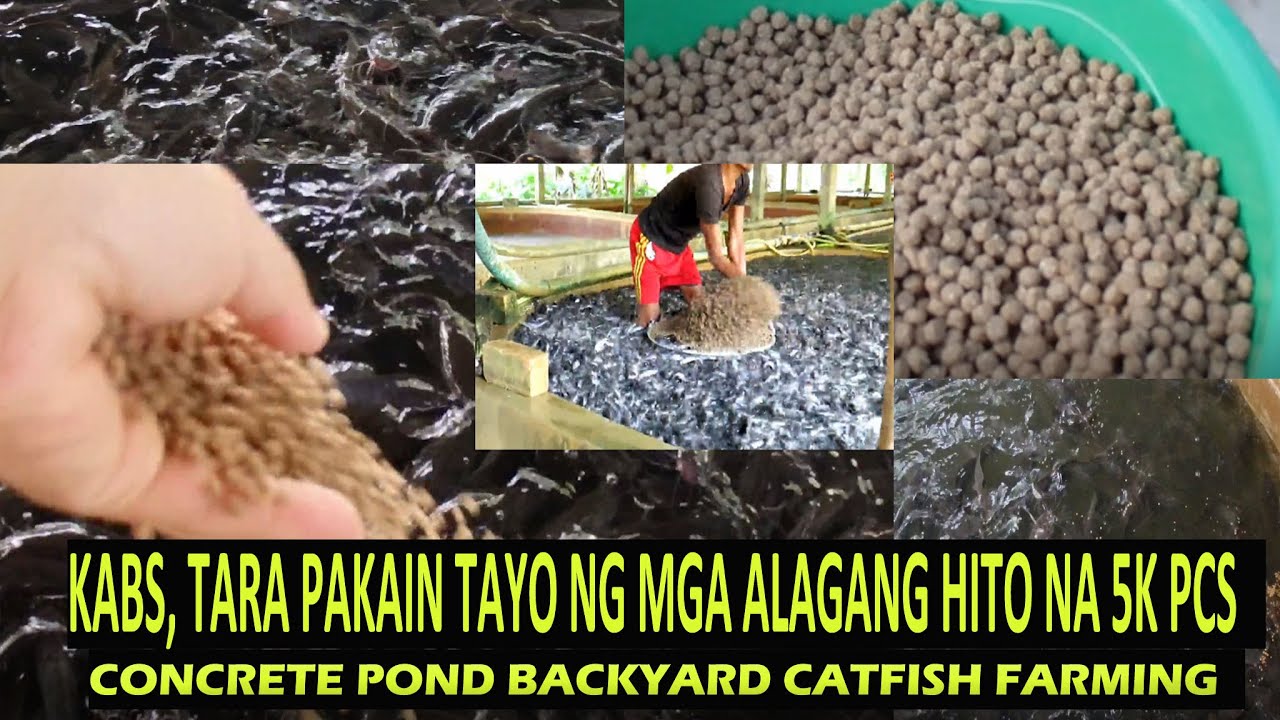 KABS, TARA PAKAIN TAYO NG MGA ALAGANG HITO NA 5K PCS | CONCRETE POND ...