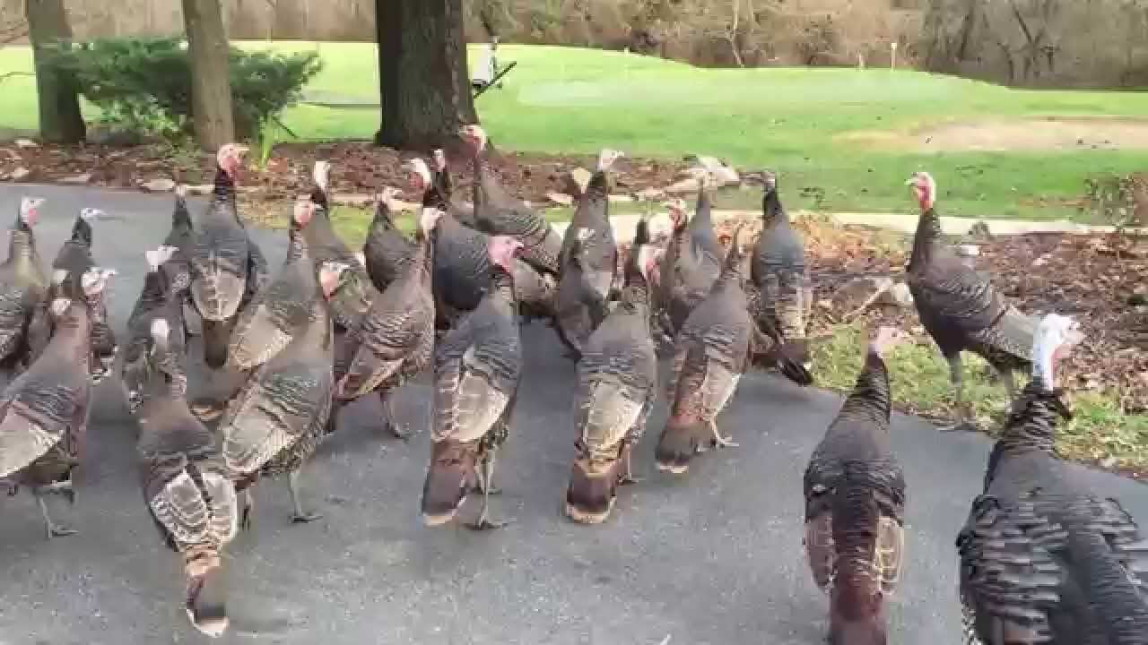 Thanksgiving Turkeys at Elk Forge Inn - YouTube