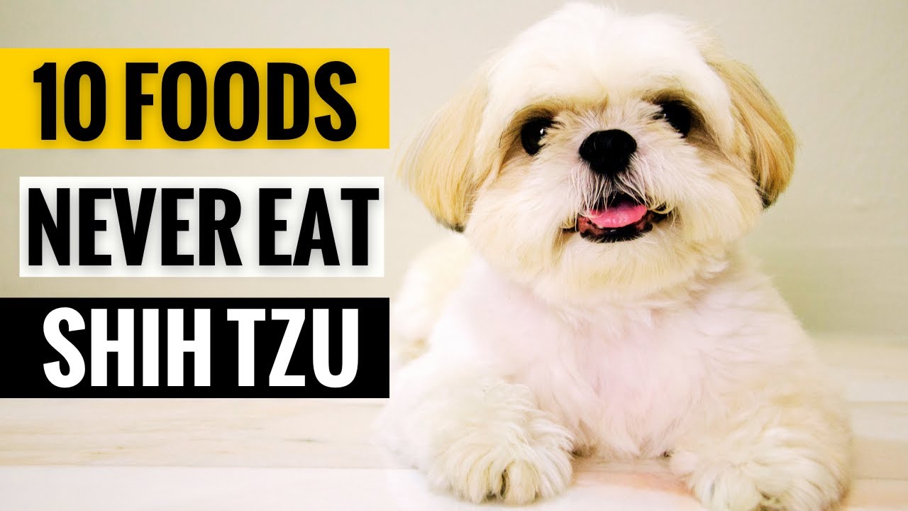 10 Foods Your Shih Tzu Must Never Eat - YouTube