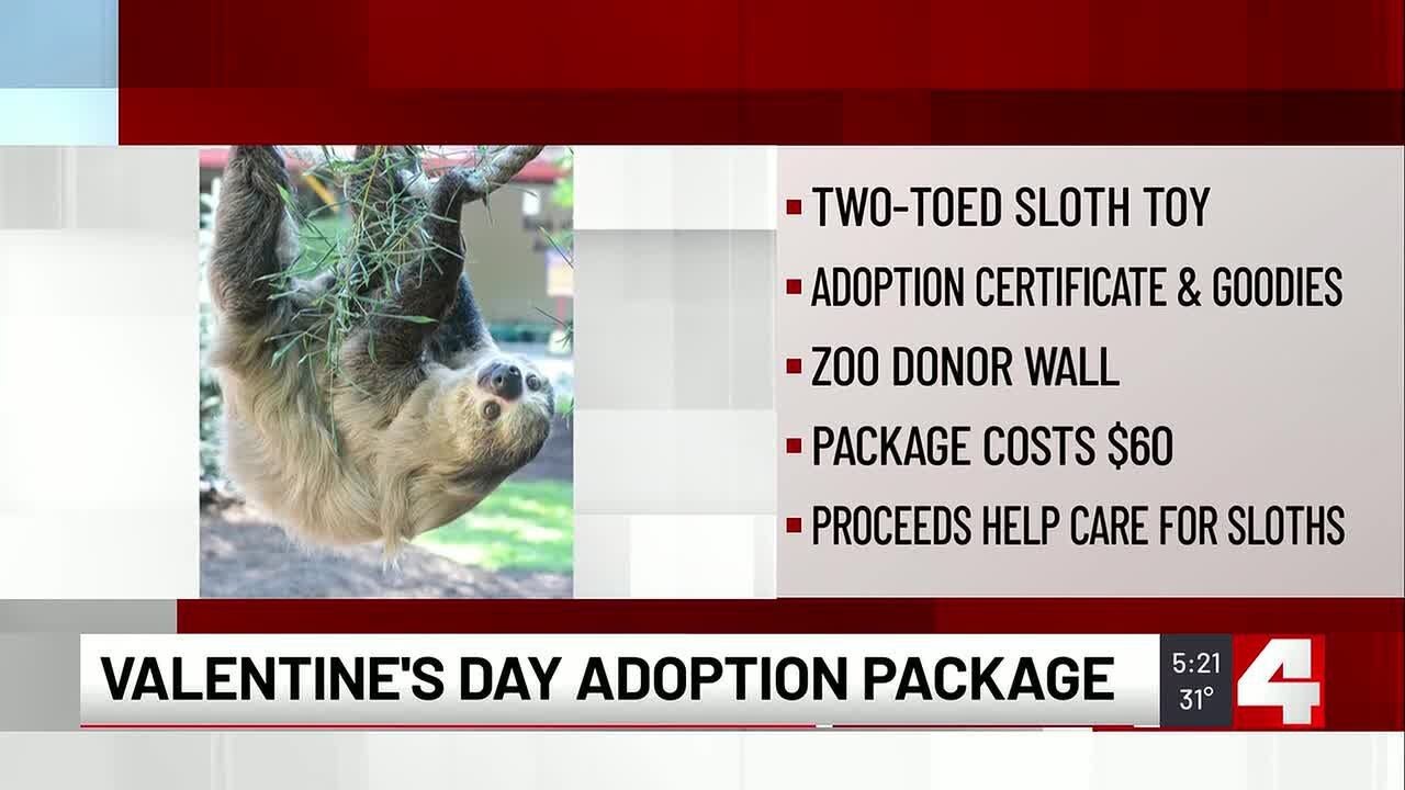 Here’s how you can adopt a sloth for Valentine’s Day - YouTube