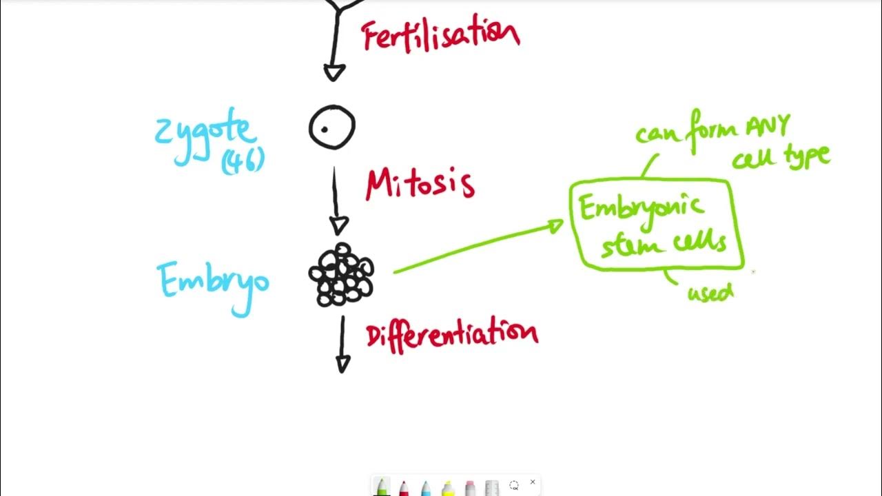 GCSE Biology - B2 Cell division OVERVIEW - YouTube