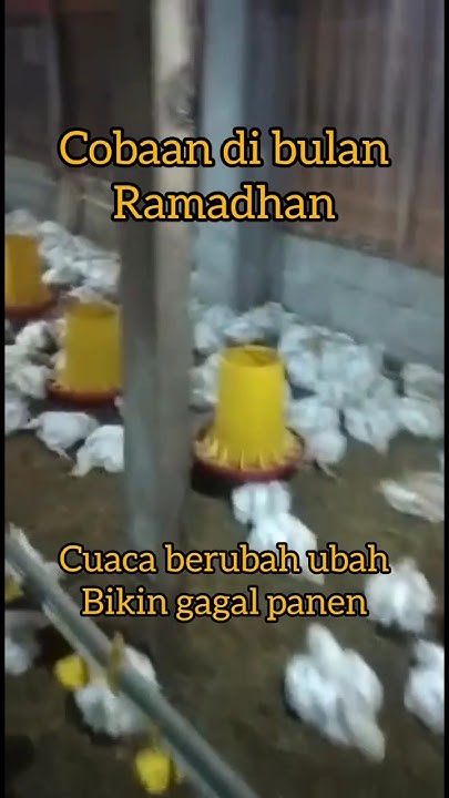 cobaan di bulan ramadhan ! gagal panen peternak rugi - YouTube