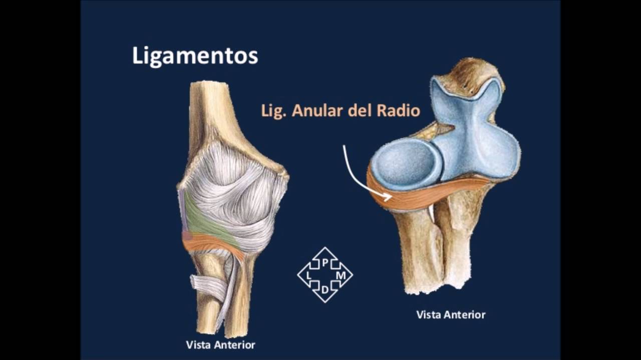 Articulación del codo y subluxación de la cabeza del radio - YouTube