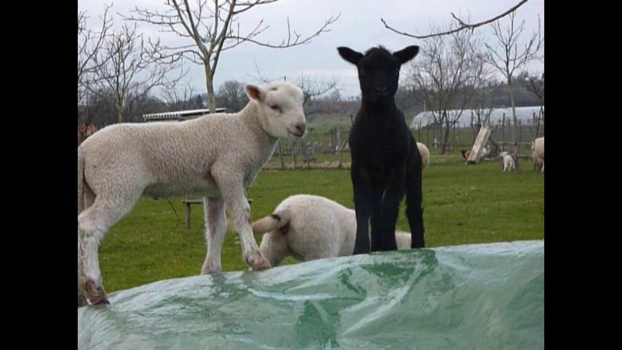 Lamb spring fever - YouTube