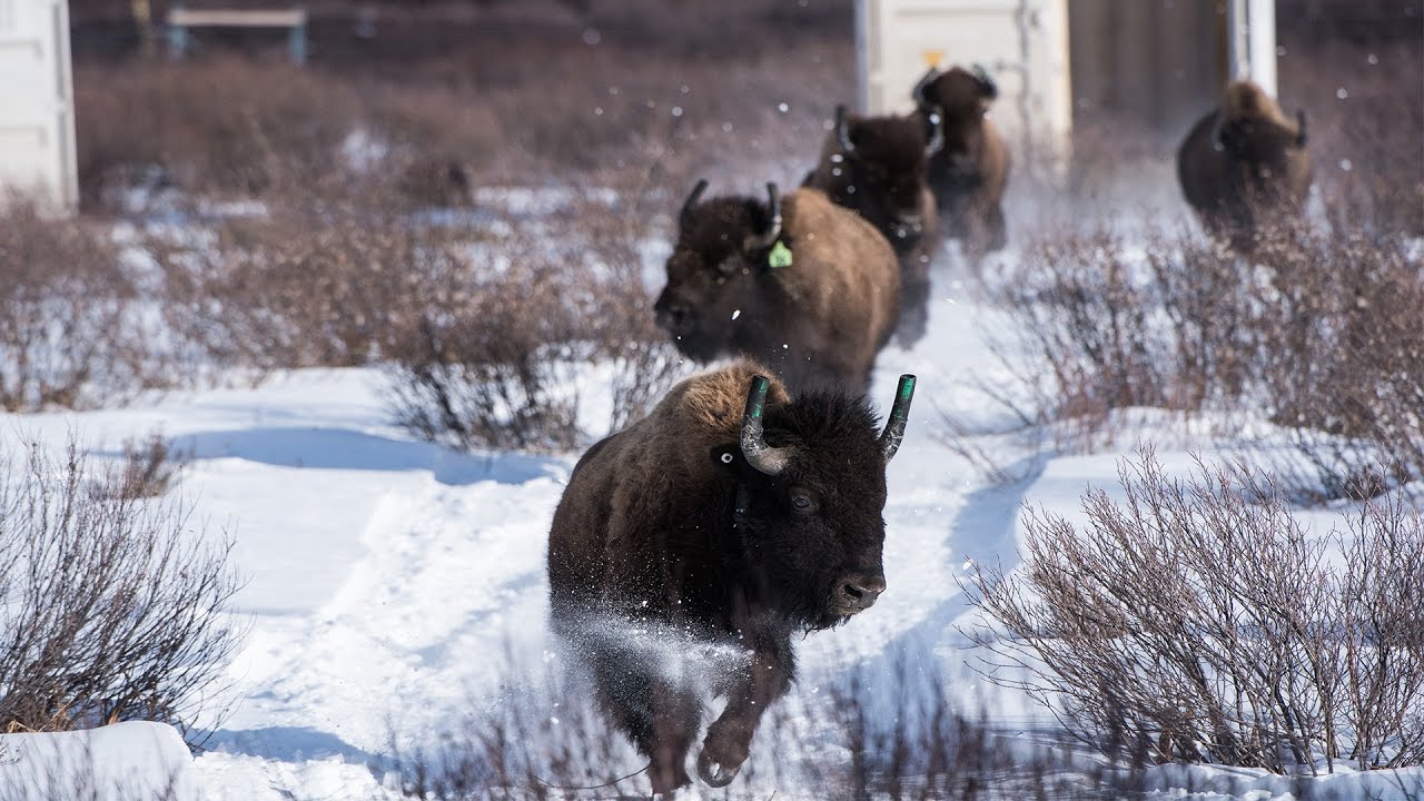 Wild Bison Return to Banff National Park - YouTube