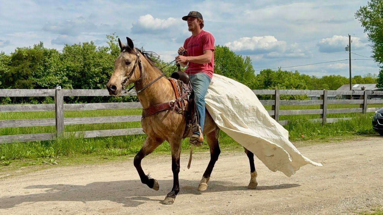 SOLD Ranger, awesome buckskin gaited gelding for sale - YouTube