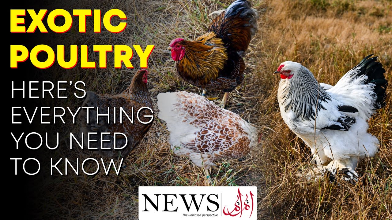 Exotic Poultry: Here's Everything You Need To Know - YouTube