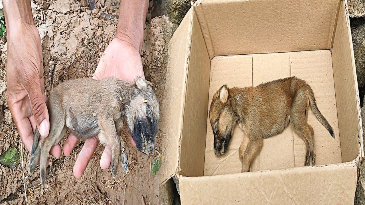 I'm sorry, I haven't been able to rescue you, poor stray dog. Rescue ...