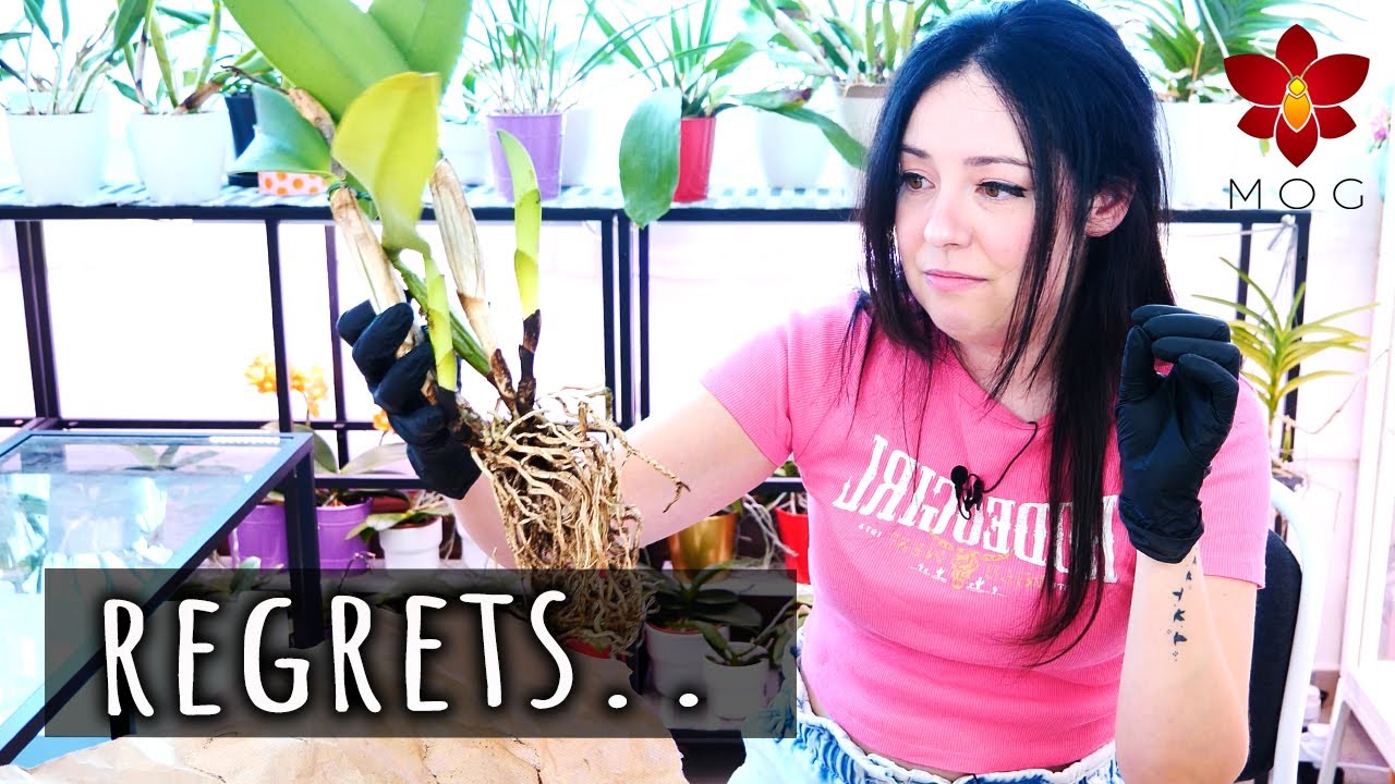 Did I just get 4 identical Orchids by mistake?? 😵‍💫 - Orchid Haul Watch ...