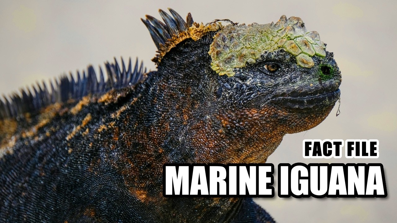 Marine Iguana Facts: the ONLY Living SEA LIZARD 🦎 Animal Fact Files ...