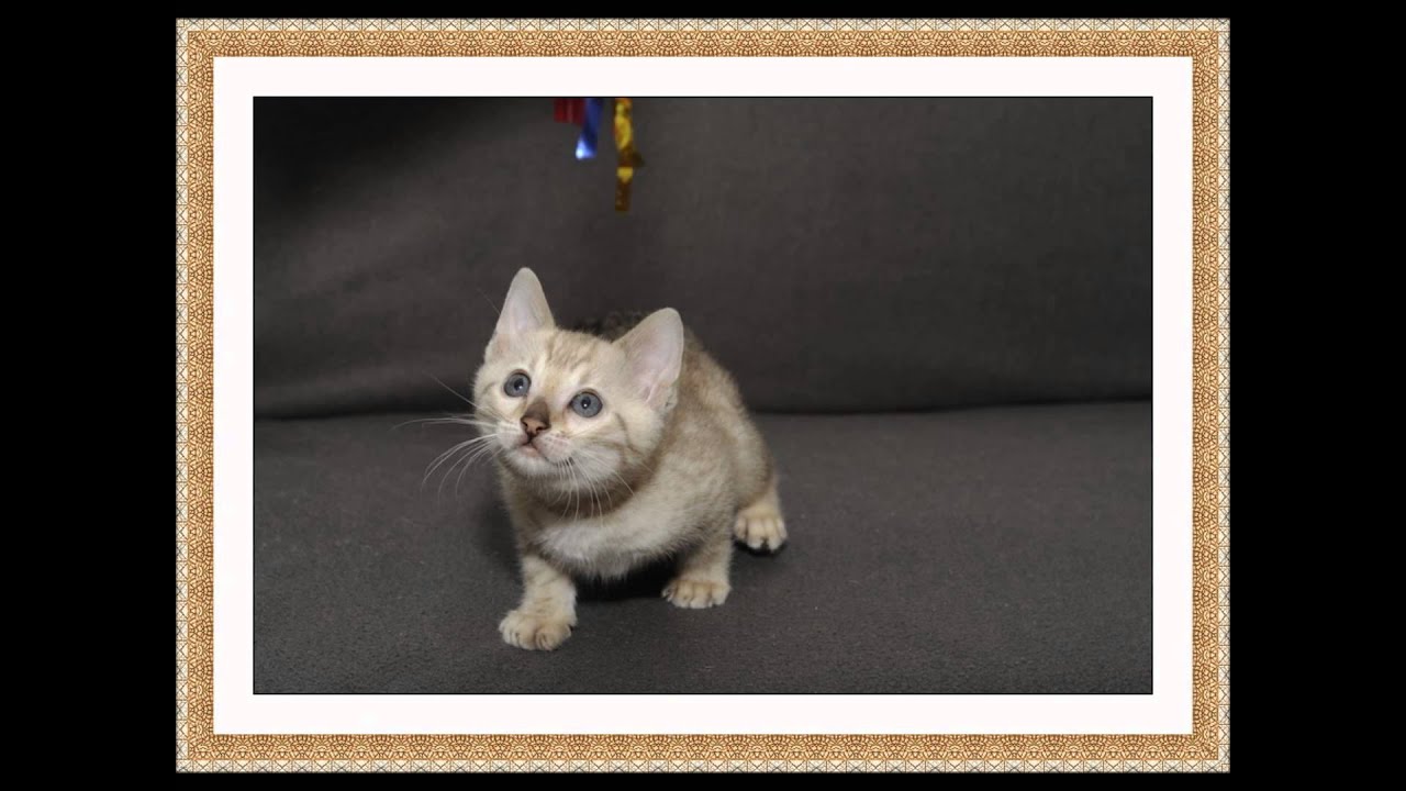 A Female Seal Mink Bengal Kitten 7 Weeks Old Youtube
