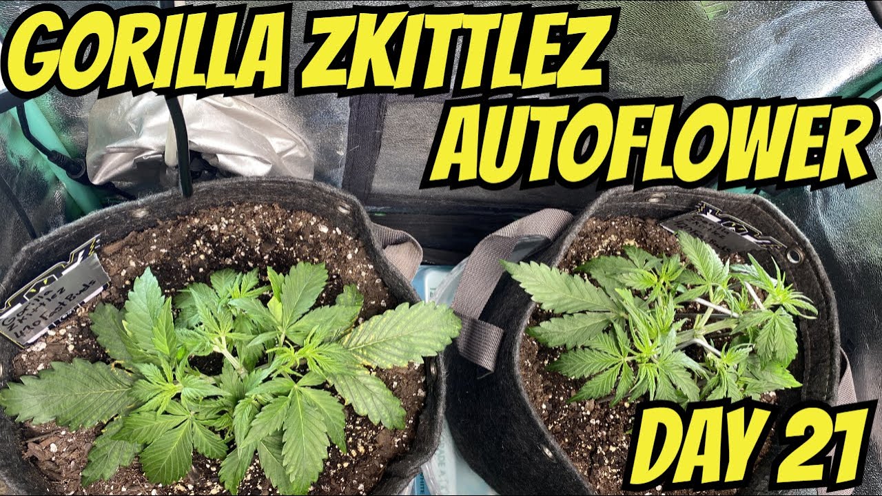 How I Grow Autoflowers: 420FastBuds Part 4: Gorilla Zkittlez - YouTube