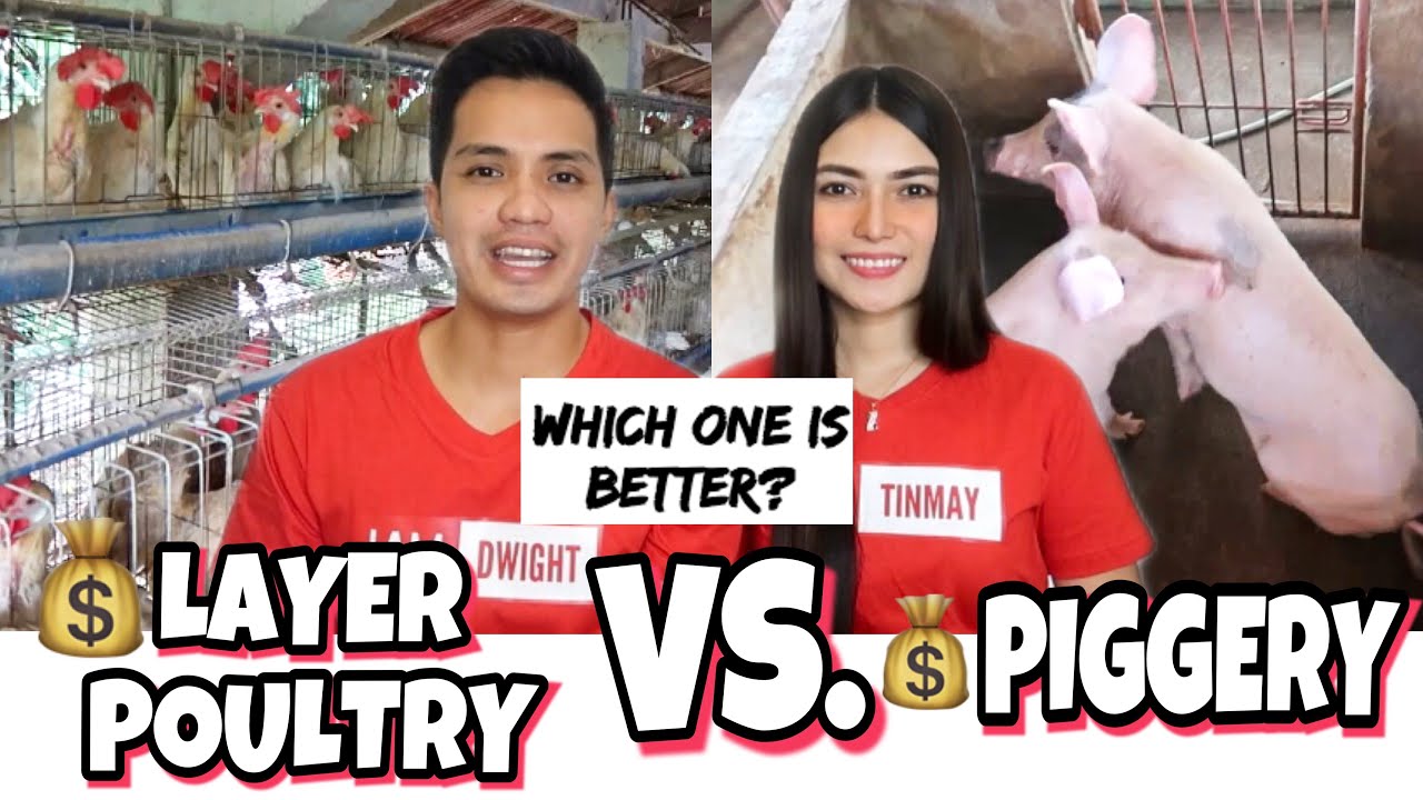 PIGGERY VS. LAYER POULTRY BUSINESS | PHILIPPINES | WHICH IS BETTER ...