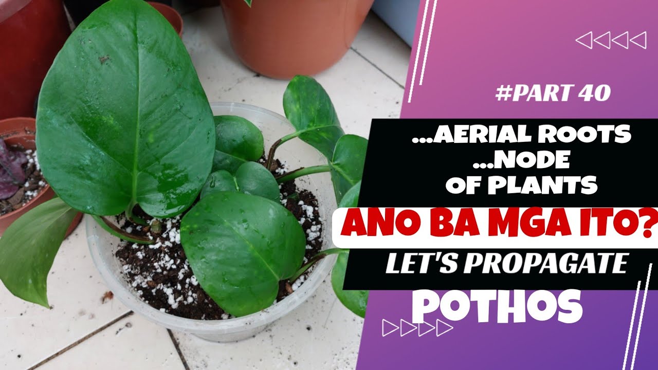 PLANT CHORES #40:AERIAL ROOTS AND NODE OF PLANTS,EXPLAINED THE EASY WAY ...