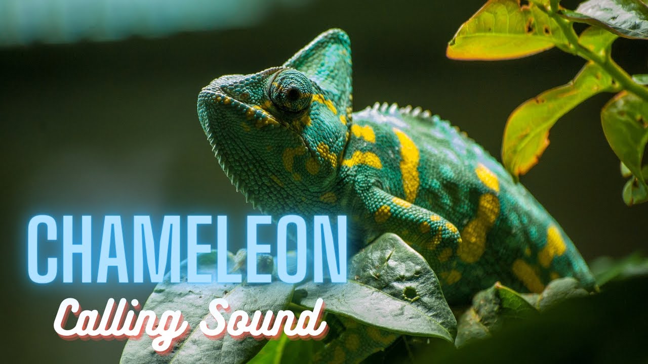 Baby Chameleon Sound