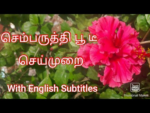 Hibiscus tea recipe.Sembaruthi poo tea. - YouTube