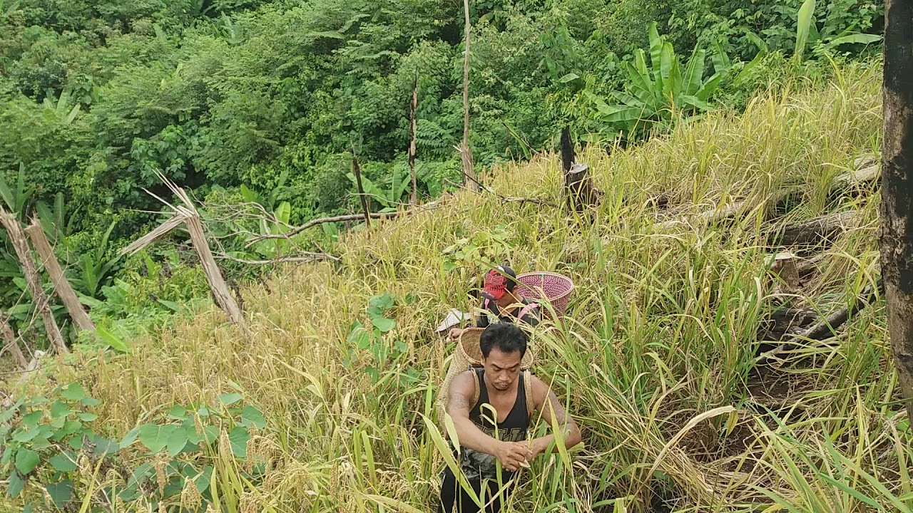 Panen padi dayak siang - YouTube