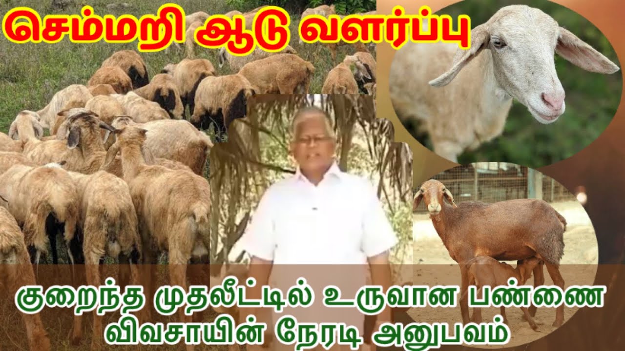 செம்மறி ஆடு வளர்ப்பு || Semmari Aadu Valarpu - YouTube