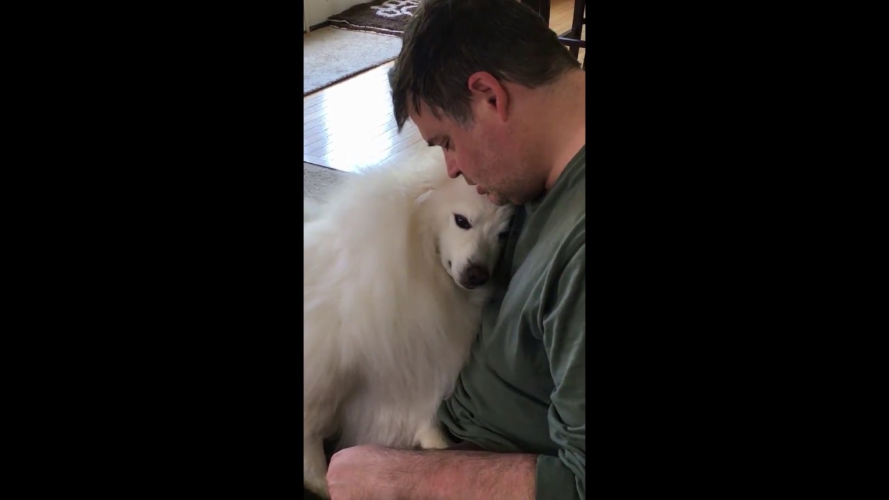 Every morning should start with American Eskimo snuggles - YouTube