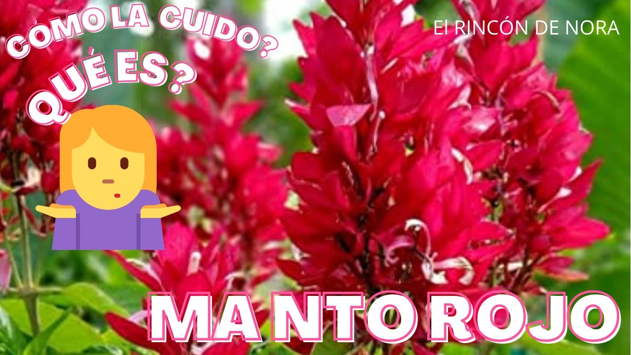 😱😲Datos que te aseguro no sabías de la PLANTA MANTO ROJO /MEGASKEPASMA ...