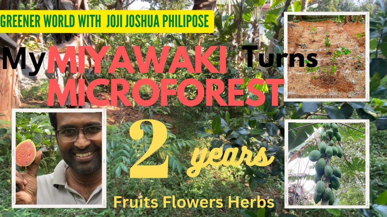 My Miyawaki microforest turns 2 years | Nature’s gift for my birthday 🎉 ...