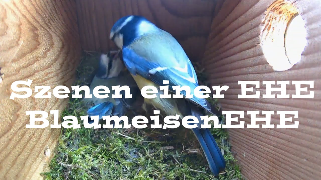 Blaumeisen Brut---blue tit brood---Szenen einer EHE Teil 1---Nistboxcam - YouTube