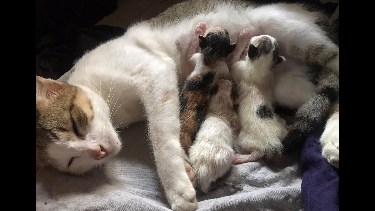 MY KITTY CAT GIVE BIRTH THREE BEAUTIFUL KITTEN - YouTube