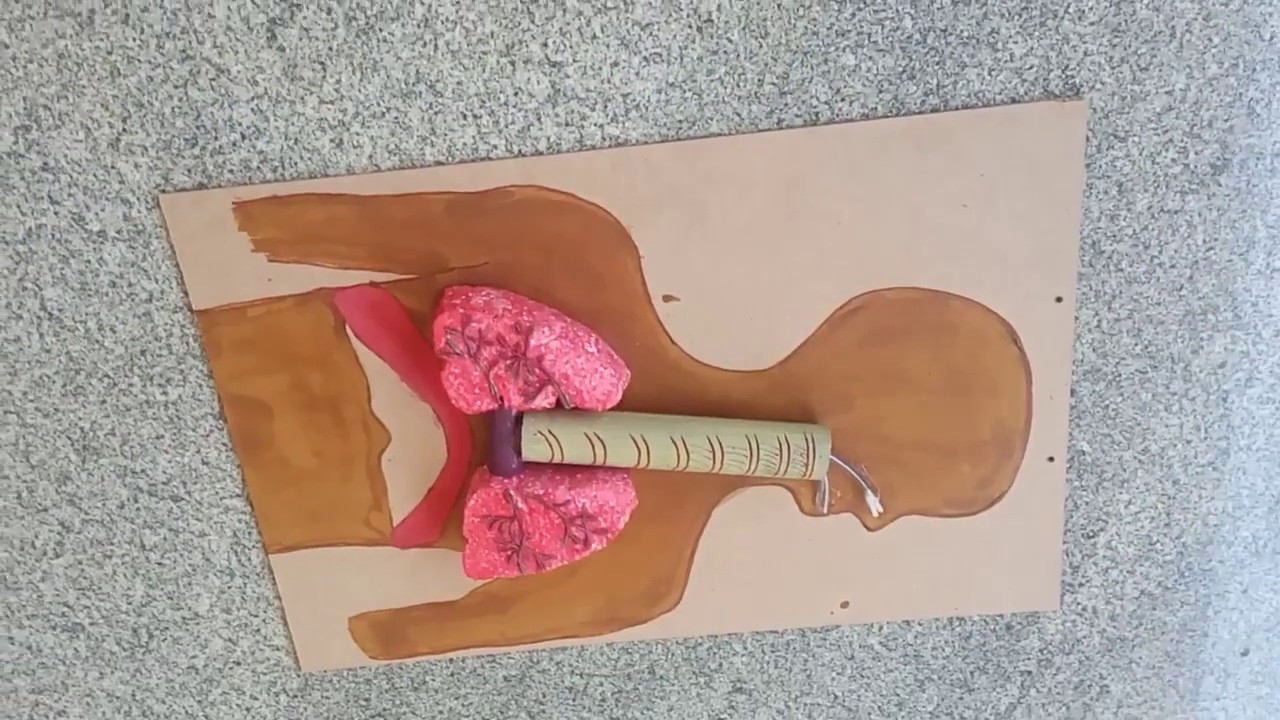 Human Lungs Working Model YouTube human-lungs-working-model-youtube