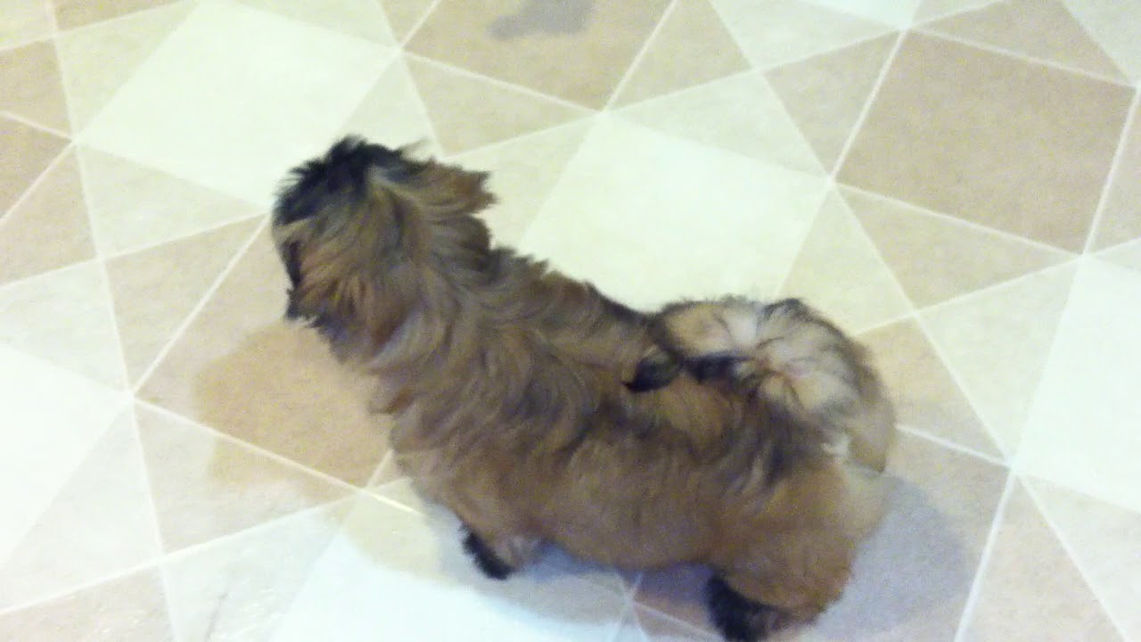 Lhasa Apso's First Night At Home - YouTube