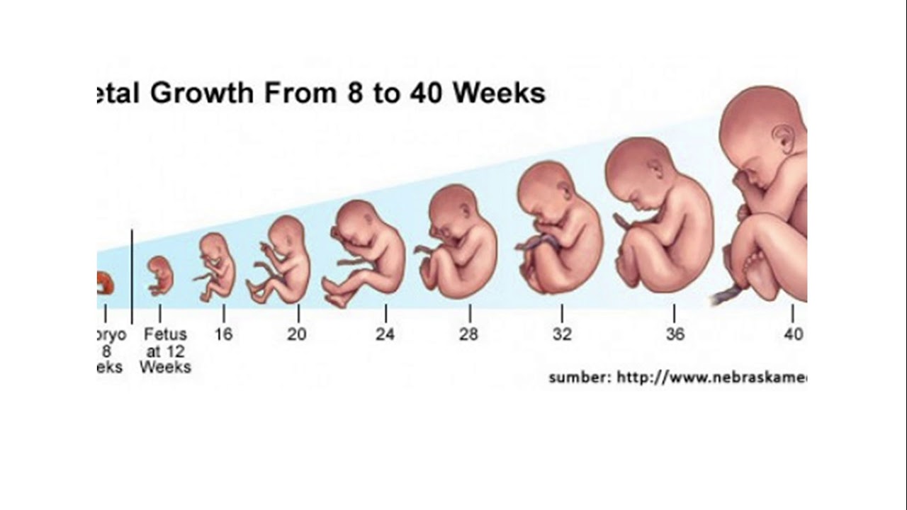 Perkembangan Masa Prenatal : Kalau aku hamil, aku harus apa? - YouTube
