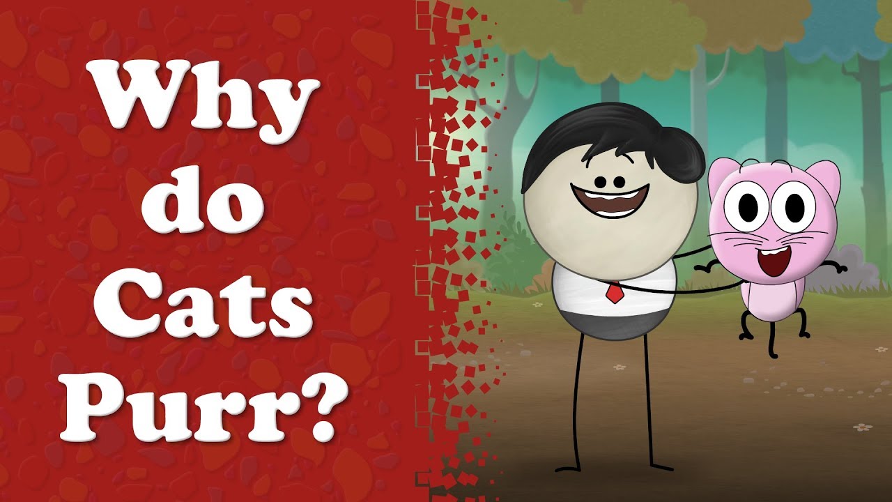 Why do cats purr? + more videos | #aumsum #kids #science #education # ...