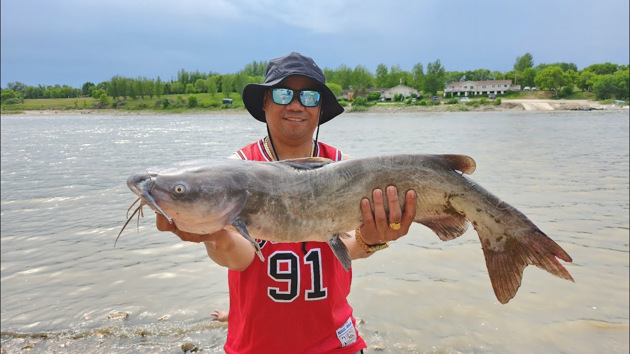 We caught a lot of big catfish and silver bass #silverbass #catfish # ...