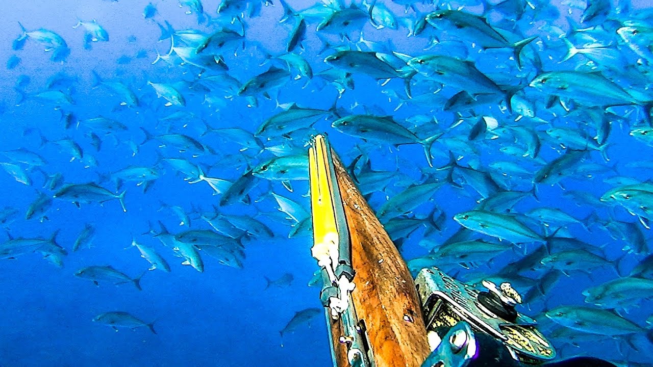 Spearfishing AMBERJACKS - Ψαροτούφεκο Μαγιάτικα - Το μεγάλο κοπάδι ...