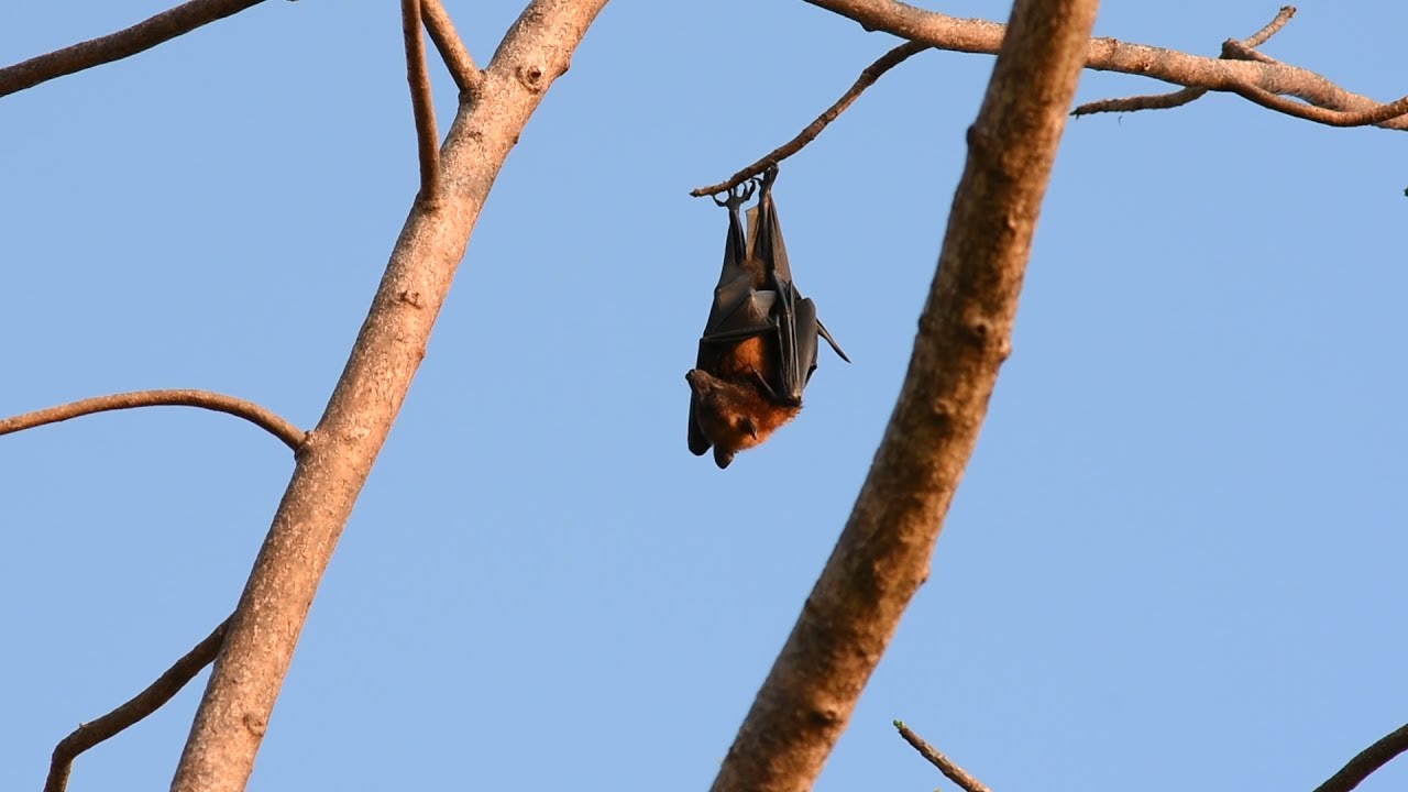 Fruit Bats in N. Palawan Islands, Philippines-V1 - YouTube
