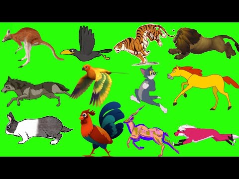Animated animals running working green screen Kangaroo dog lion Bagh ...