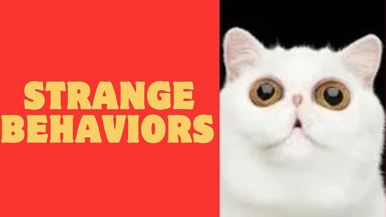 Unveiling the Enigma: Decoding the Strange Behaviors of Cats - YouTube