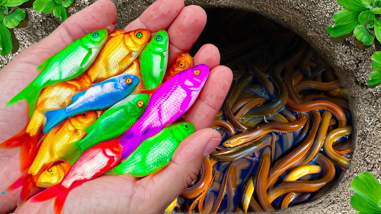 The Incredible Catch Freshwater Aquarium Fish In Small Pond, Carp, Baby ...
