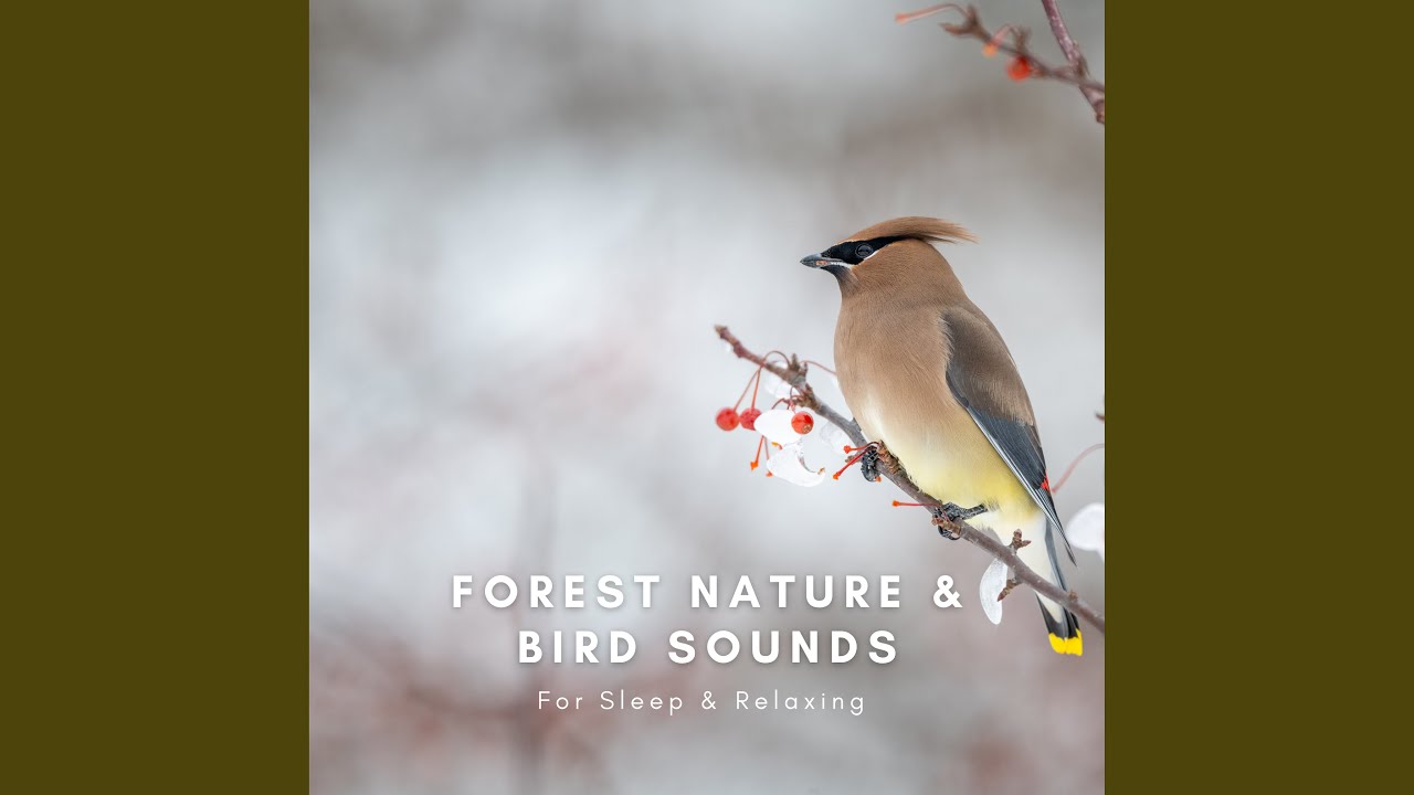 Natural Bird Sounds In The Forest - YouTube