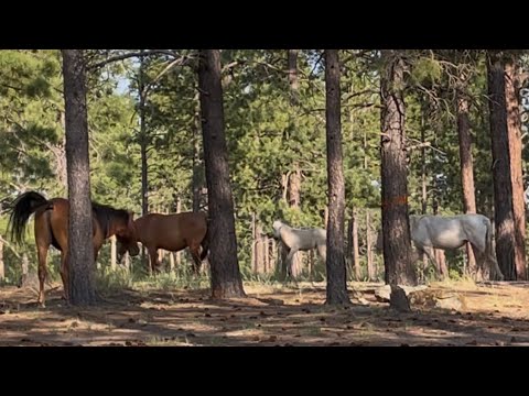 A few wild horses came walking by my campsite today. - YouTube
