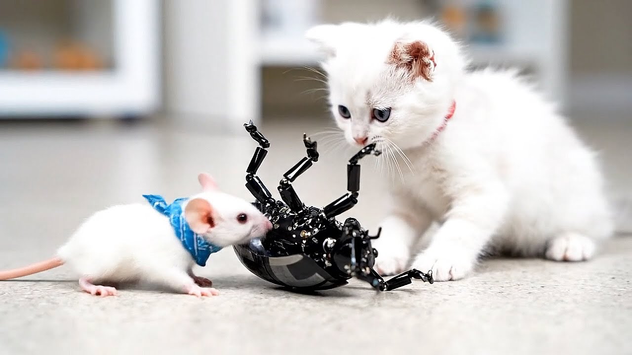 Cat & Mouse vs Robots = PURE Cuteness Overload! - YouTube