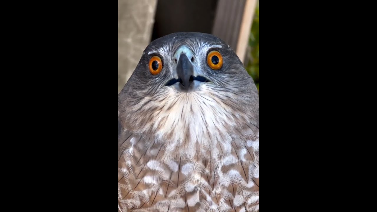 Hawks can look really goofy - Animal Meme compilation #1 #memes # ...