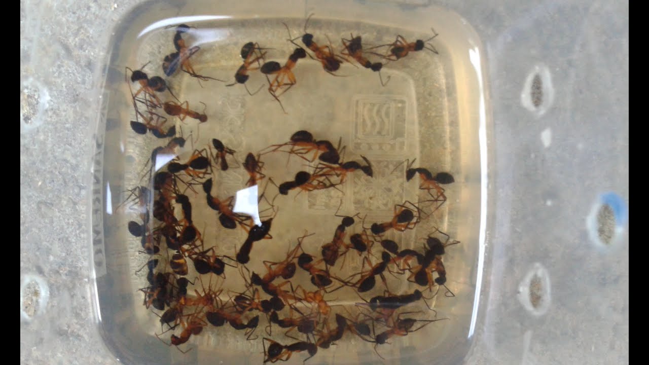 EXTERMINADOR DE FORMIGAS - ARMADILHA CASEIRA - FORMIGAEIRA - YouTube