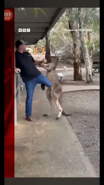 #kangaroovshuman kangaroo vs humans - YouTube