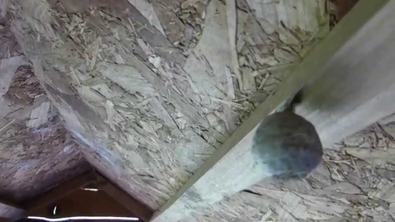 Wasps nest - Saxon wasp - Dolichovespula saxonica - Geitungabú - Egg ...