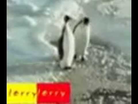 pinqivinlerin zarafati